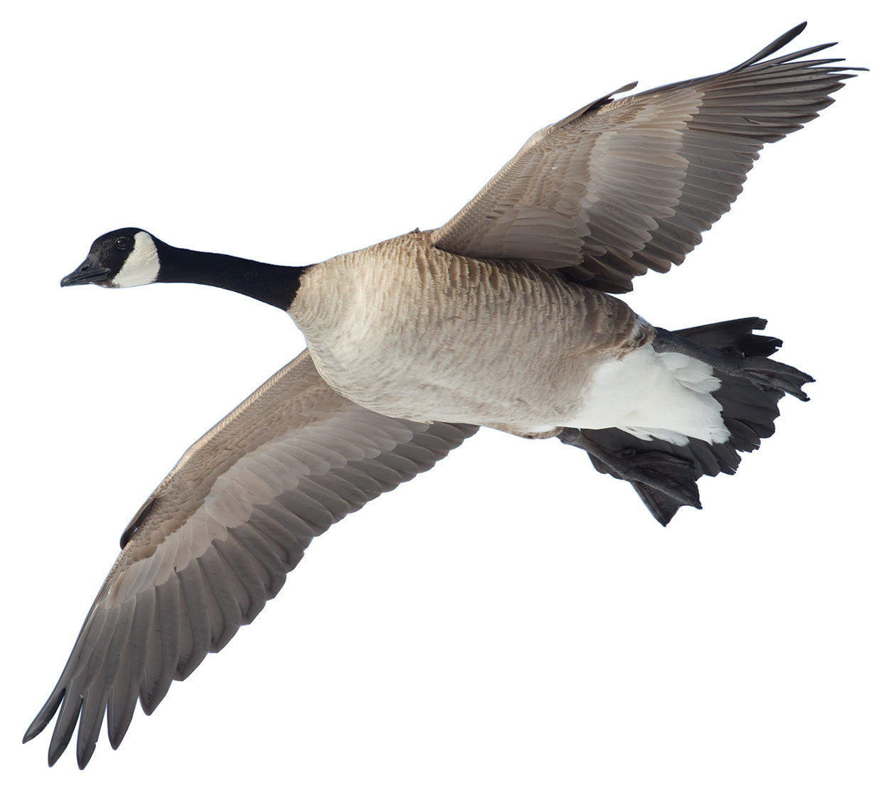 Canada Goose Flying Overhead - Cutout – Mossy Oak Graphics