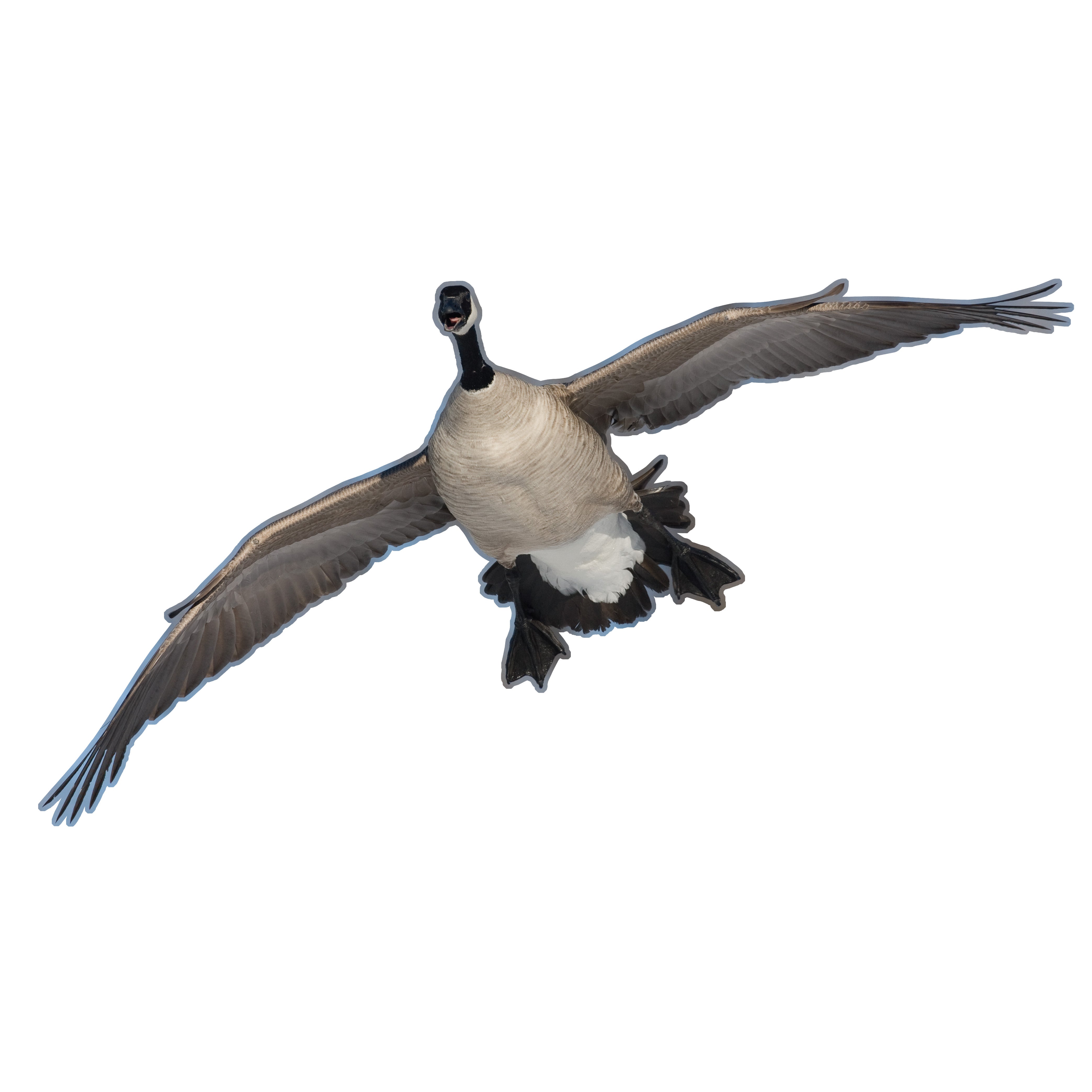 Canada Goose Cupped Landing - Cutout – Mossy Oak Graphics